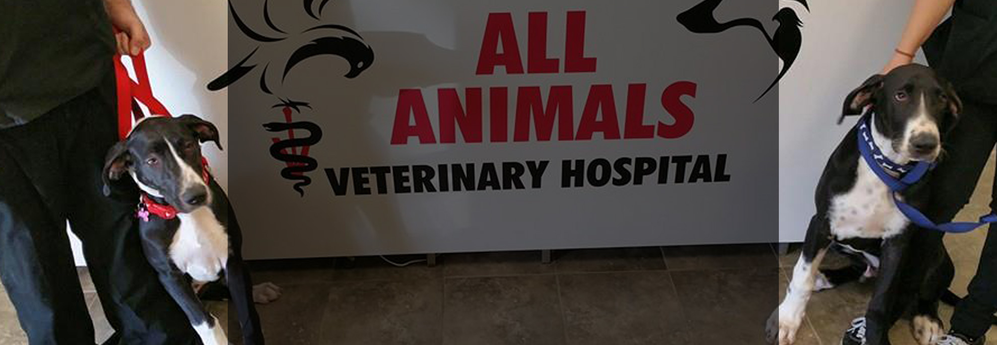 aavh-reception-header-dogs - All Animals Veterinary Hospital